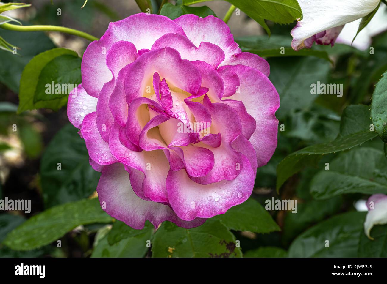 Class grandiflora hi-res stock photography and images - Alamy