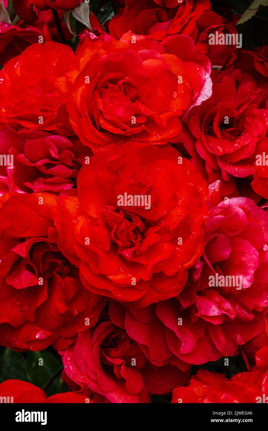 Flowers of Red ‘Matador’ Rose Stock Photo - Alamy