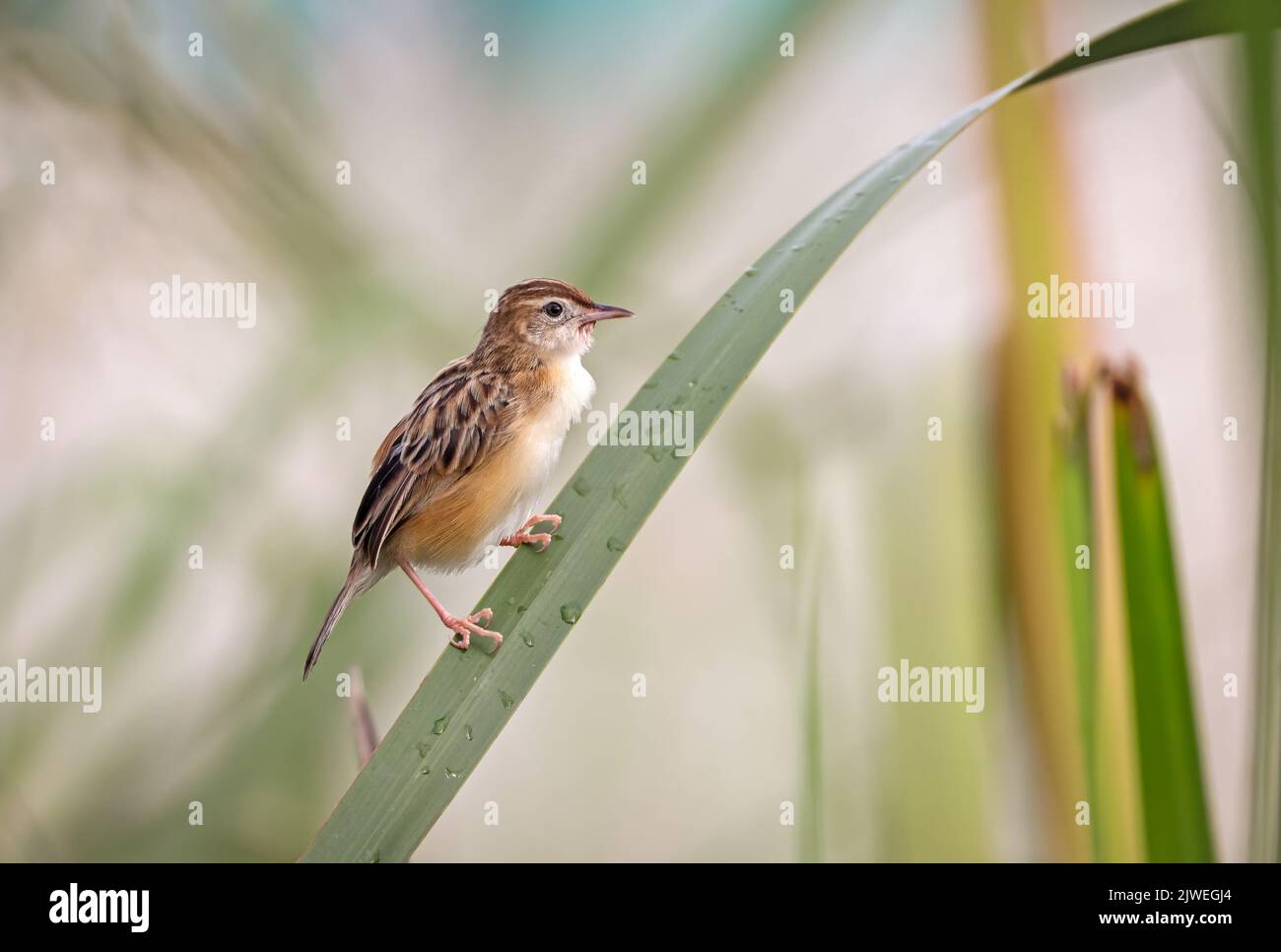 Zitting cisticola or streaked fantail warbler Stock Photo - Alamy