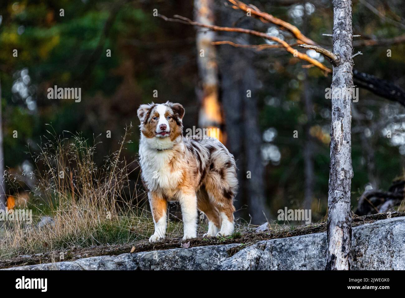 An Australian Shepherd standing and looking around Stock Photo - Alamy