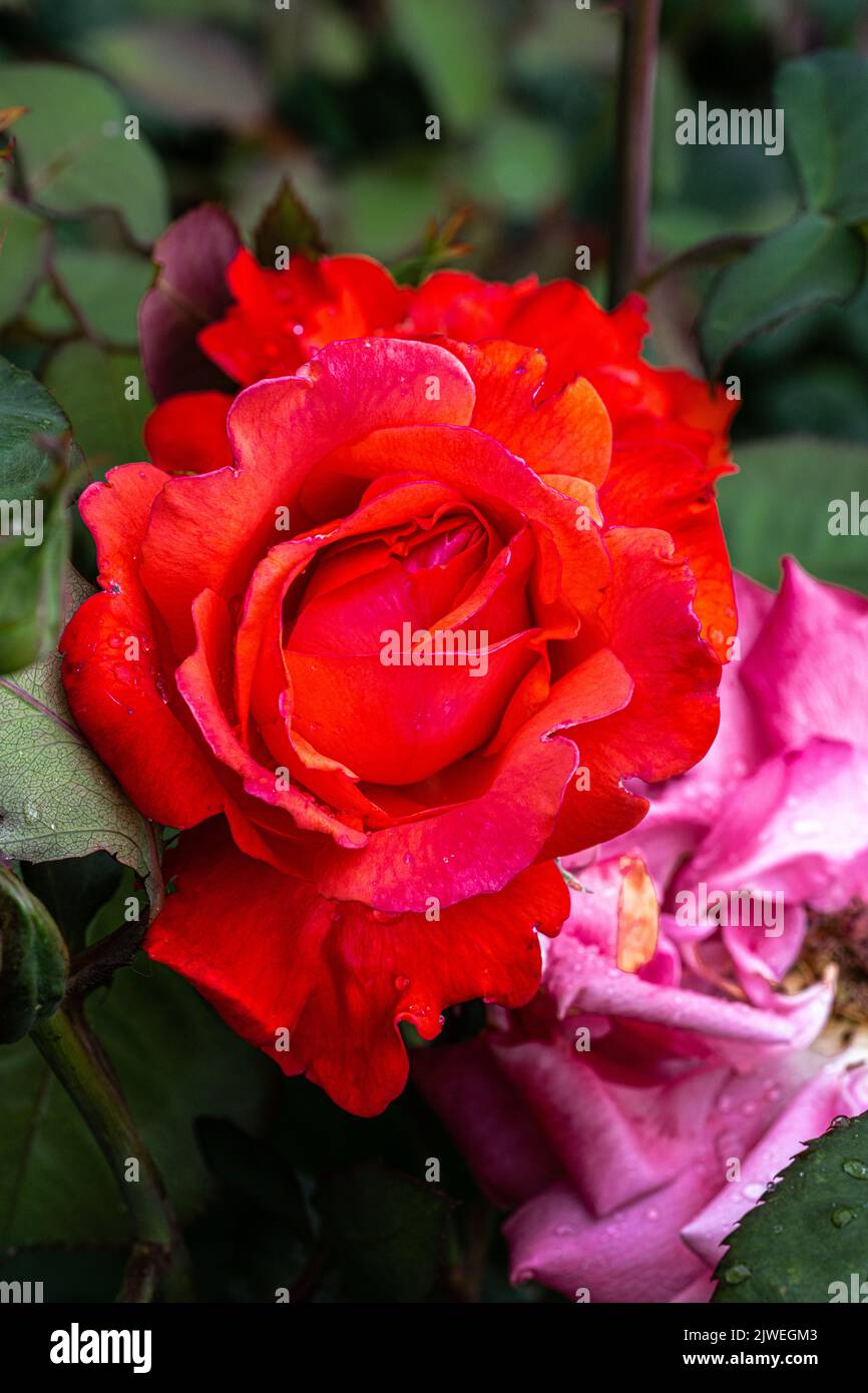 Flowers of ‘New Zealand’ Rose Stock Photo - Alamy