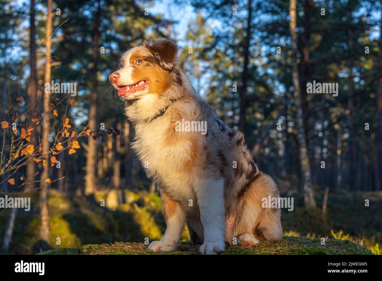 An Australian Shepherd exposed to sunlight inside a forest Stock Photo ...