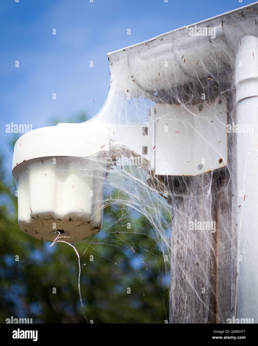 White cobweb spider hi-res stock photography and images - Alamy