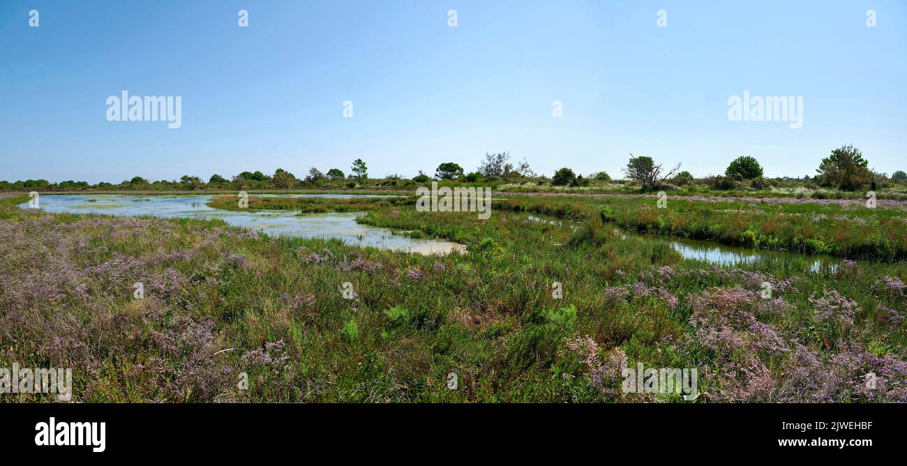 Rosolina (Ro), Italy, a view of the Coastal Botanical Garden of Porto ...