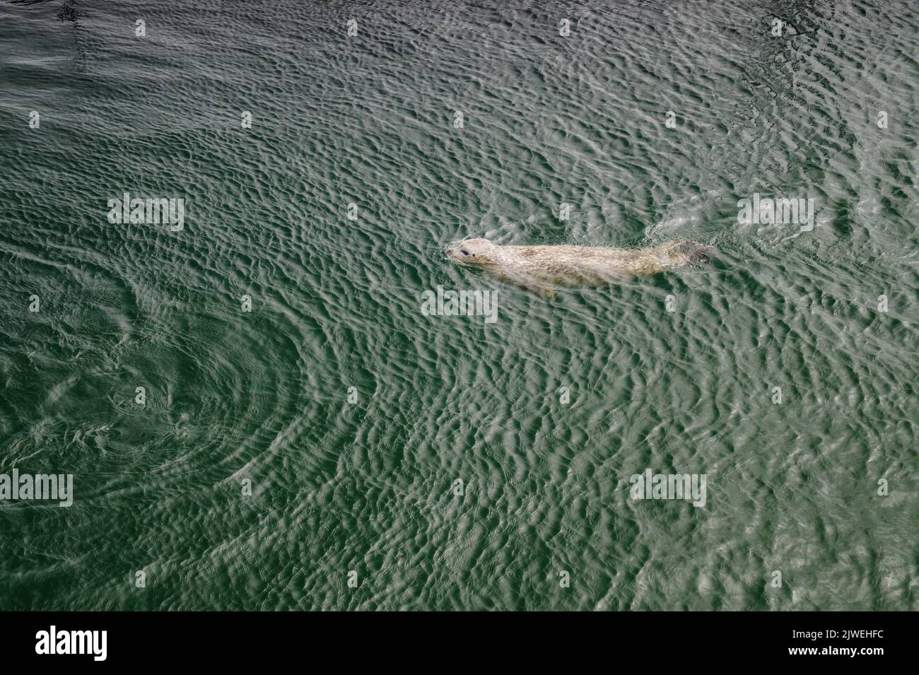 wild Gray seals Halichoerus grypus on the German North Sea coast Stock ...