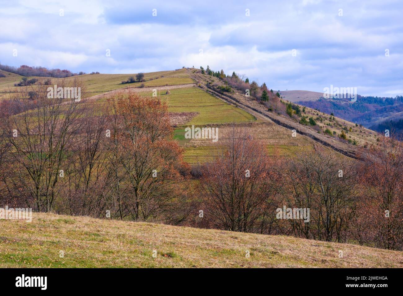 countryside landscape in late autumn. trees in fall foliage on colorful ...