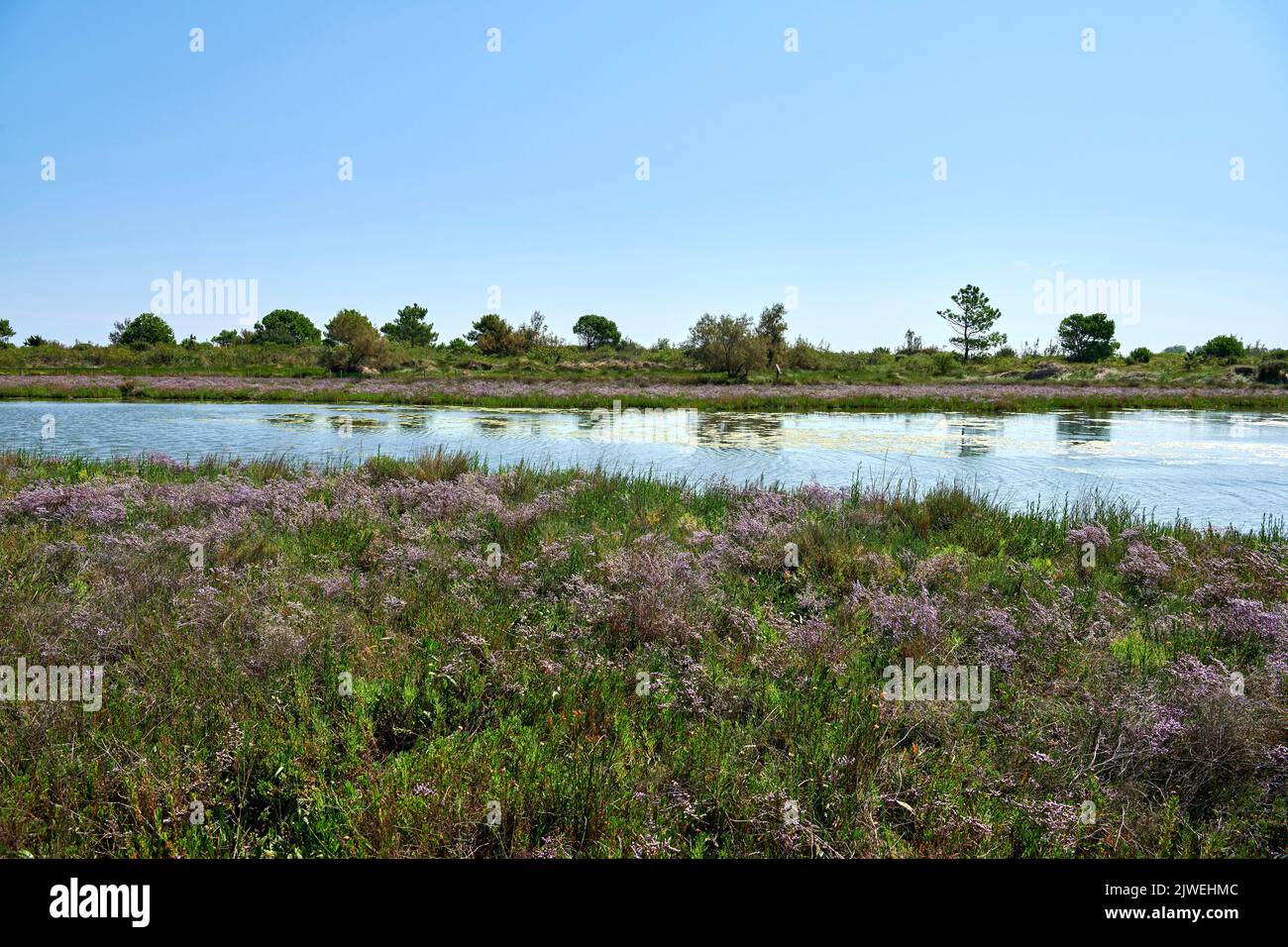Rosolina (Ro), Italy, a view of the Coastal Botanical Garden of Porto ...