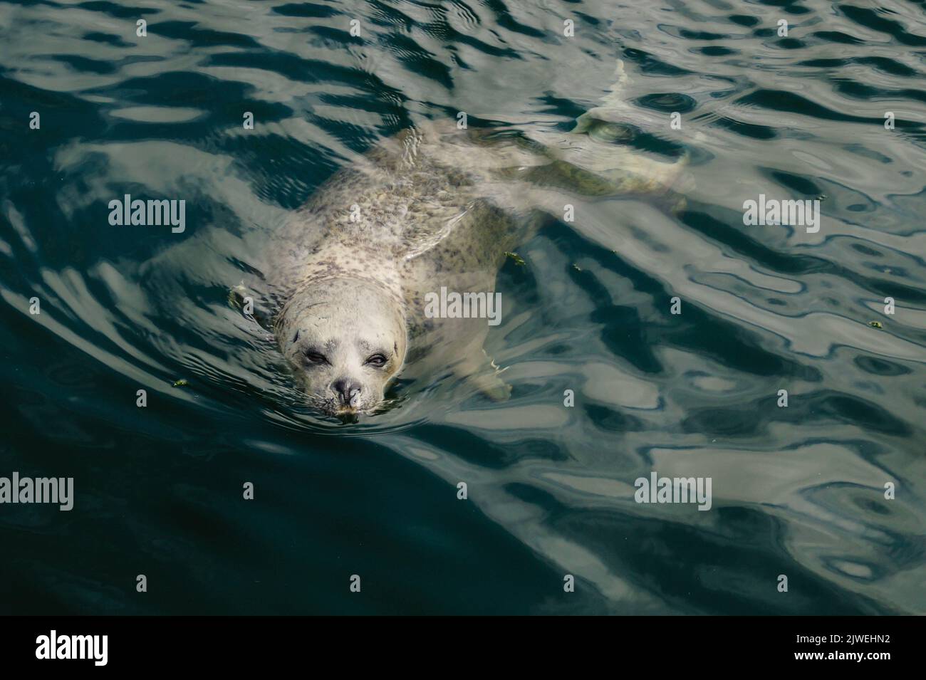 wild Gray seals Halichoerus grypus on the German North Sea coast Stock ...