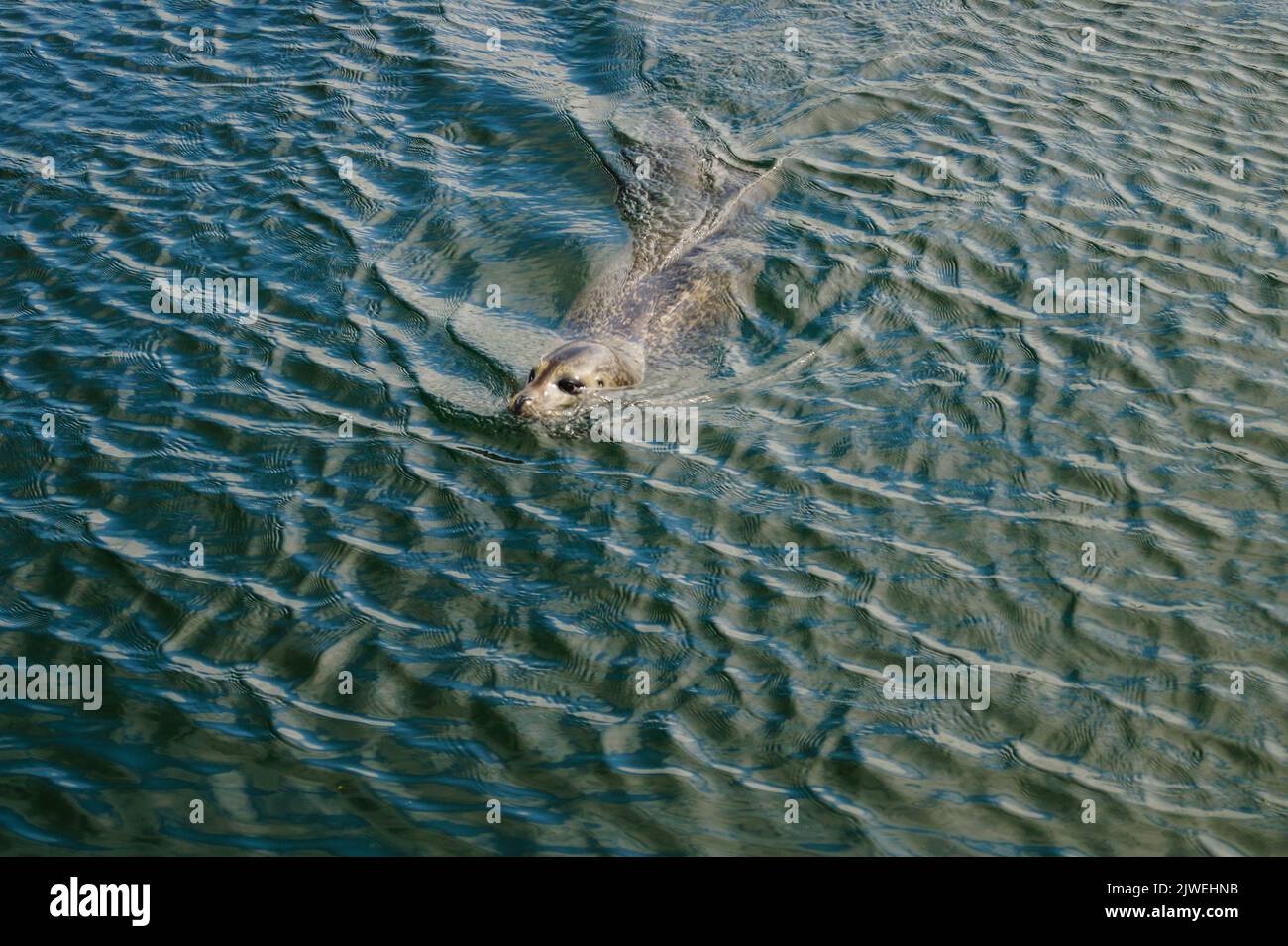 wild Gray seals Halichoerus grypus on the German North Sea coast Stock ...