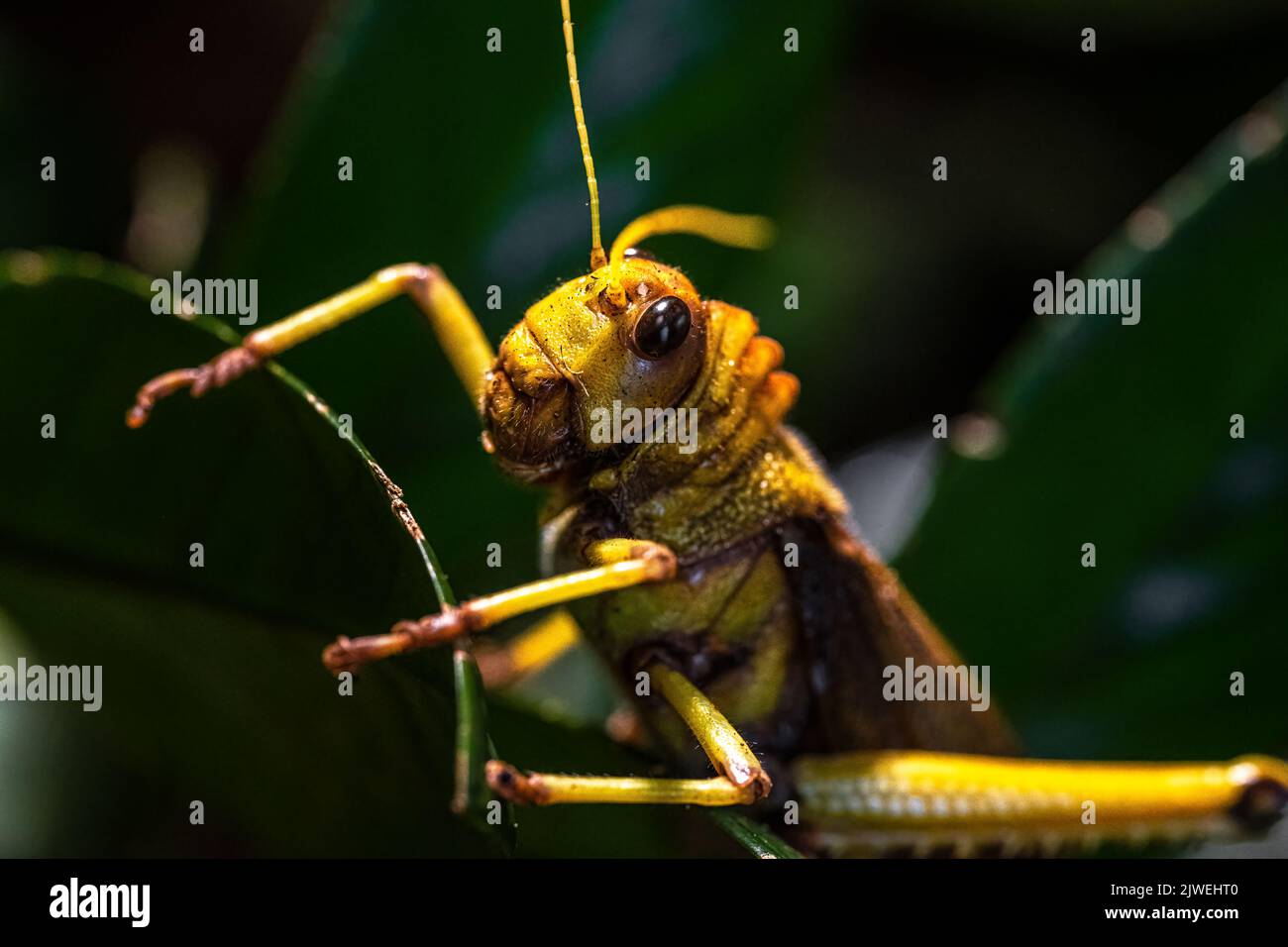 Tropidacris image hi-res stock photography and images - Alamy