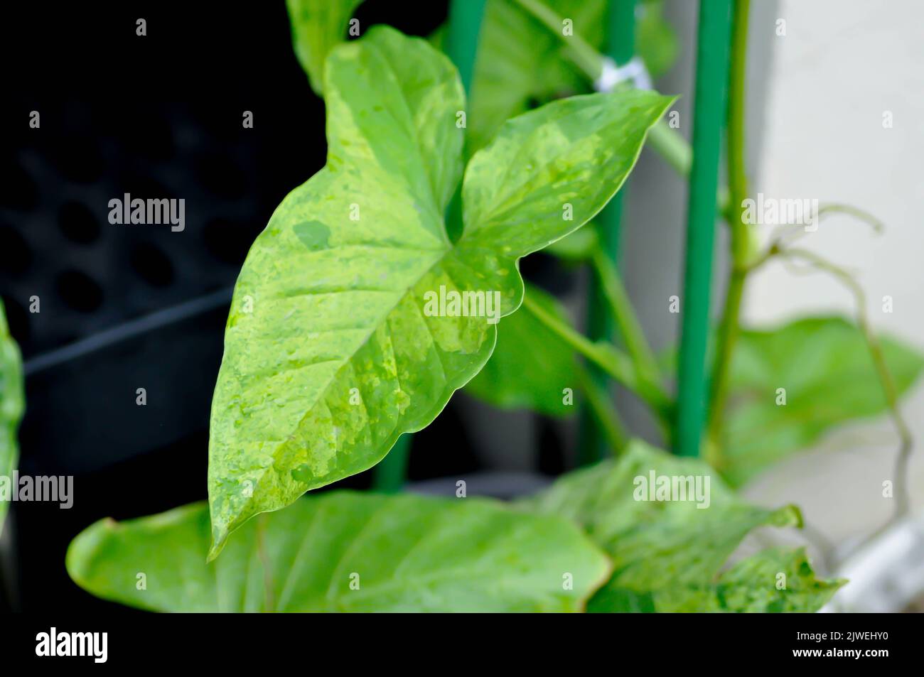 Syngonium podophyllum, Arrowhead Vine or Goosefoot Plant or Araceae or ...
