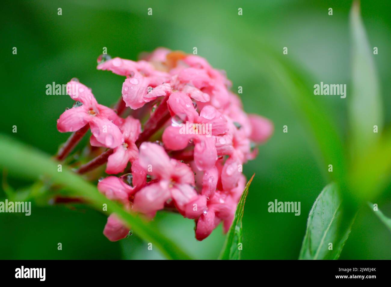 Panama Rose ,Arachnothryx leucophylla or flower or Arachnothryx ...