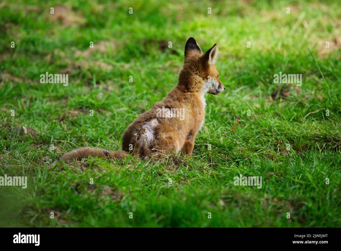 Fox mange hi-res stock photography and images - Alamy