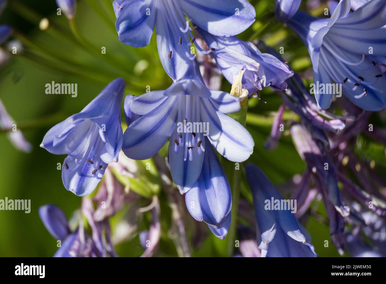 Agapanthus praecox, blue lily flower, close up. African lily or Lily of ...
