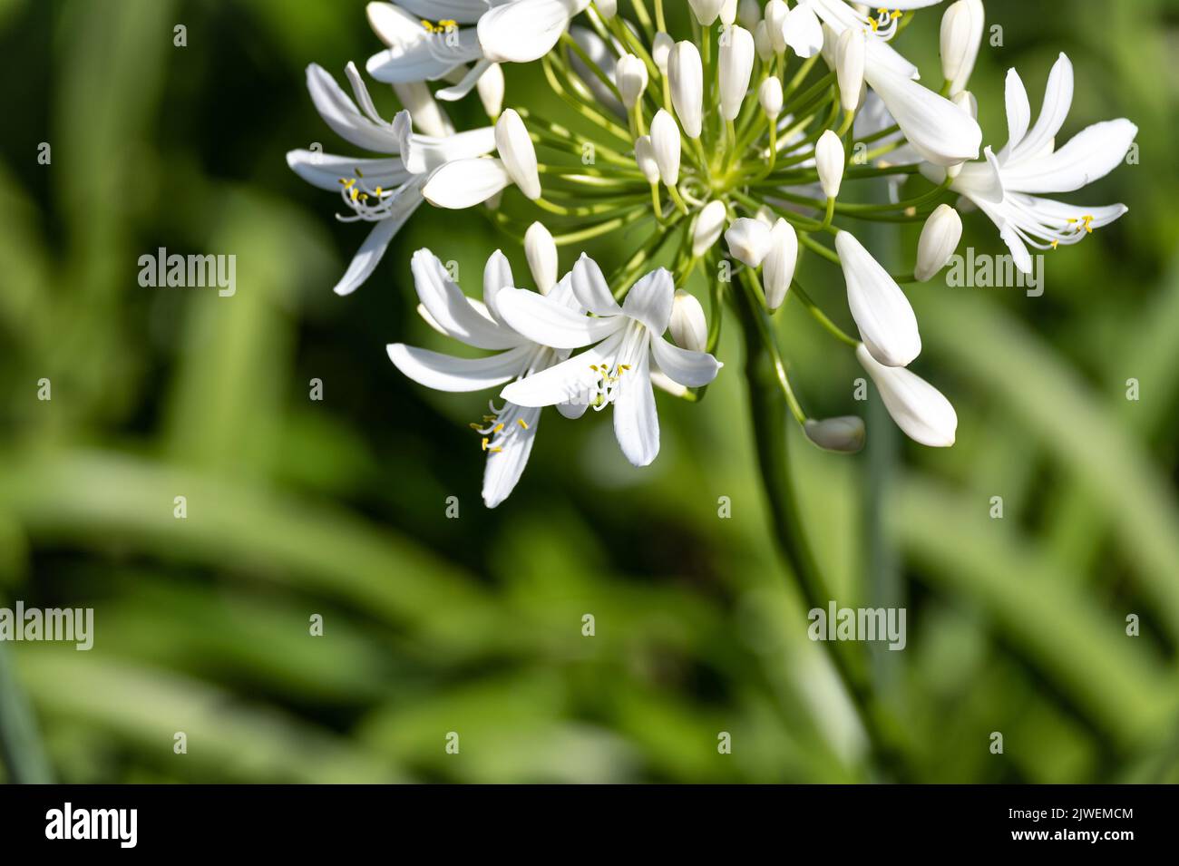 Agapanthus praecox, blue lily flower, close up. African lily or Lily of ...