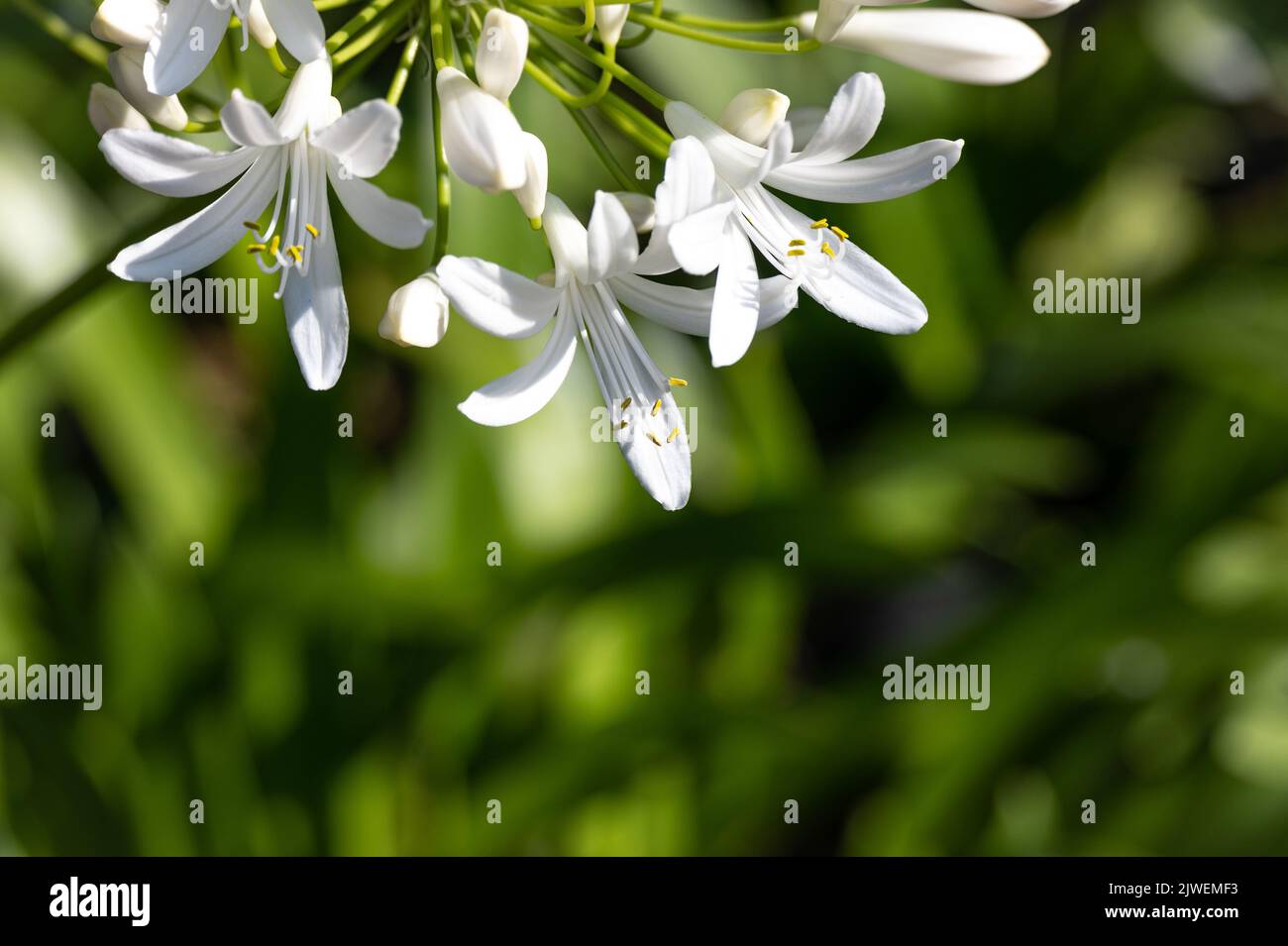 Agapanthus praecox, blue lily flower, close up. African lily or Lily of ...