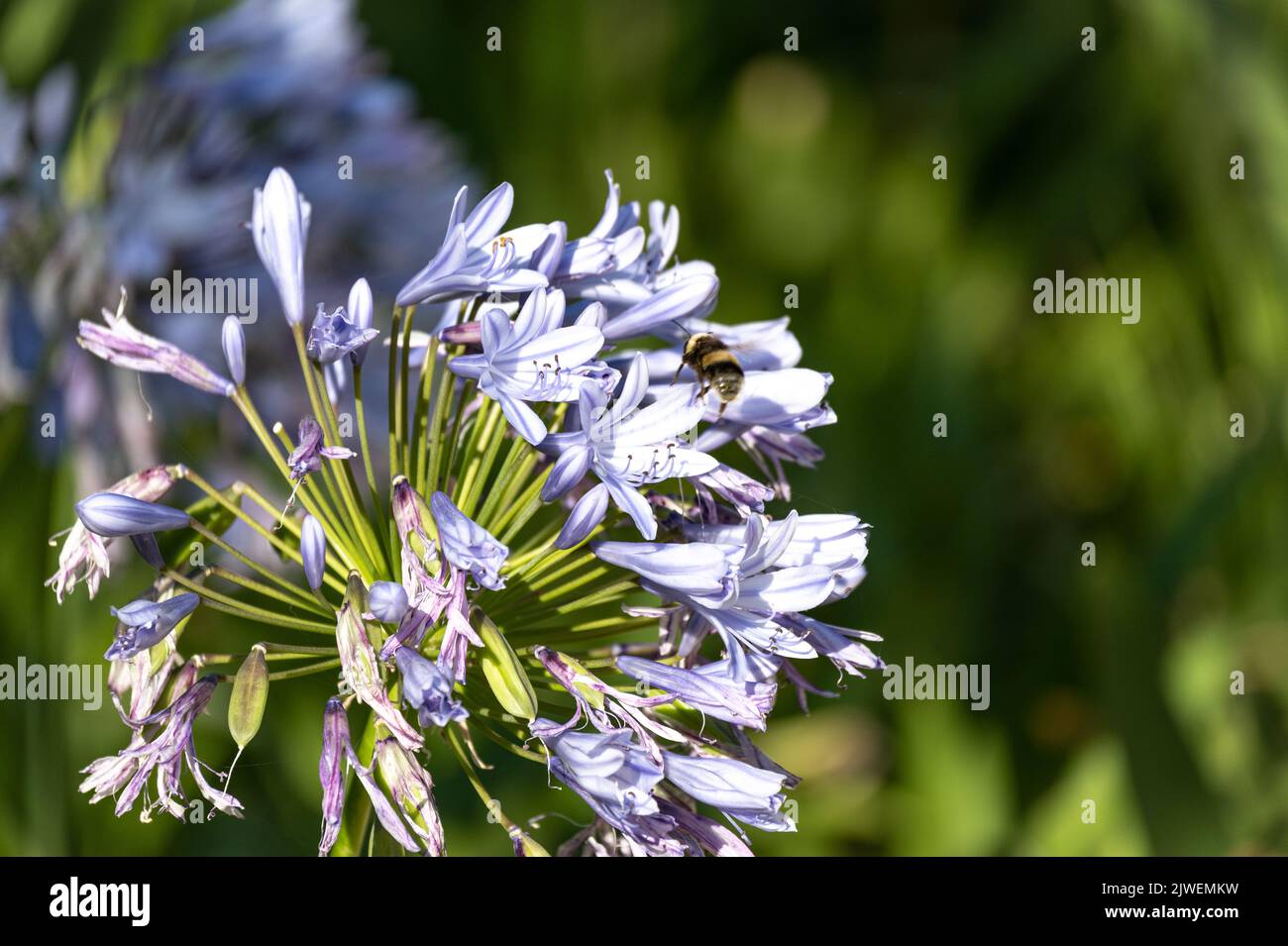 Agapanthus praecox, blue lily flower, close up. African lily or Lily of ...