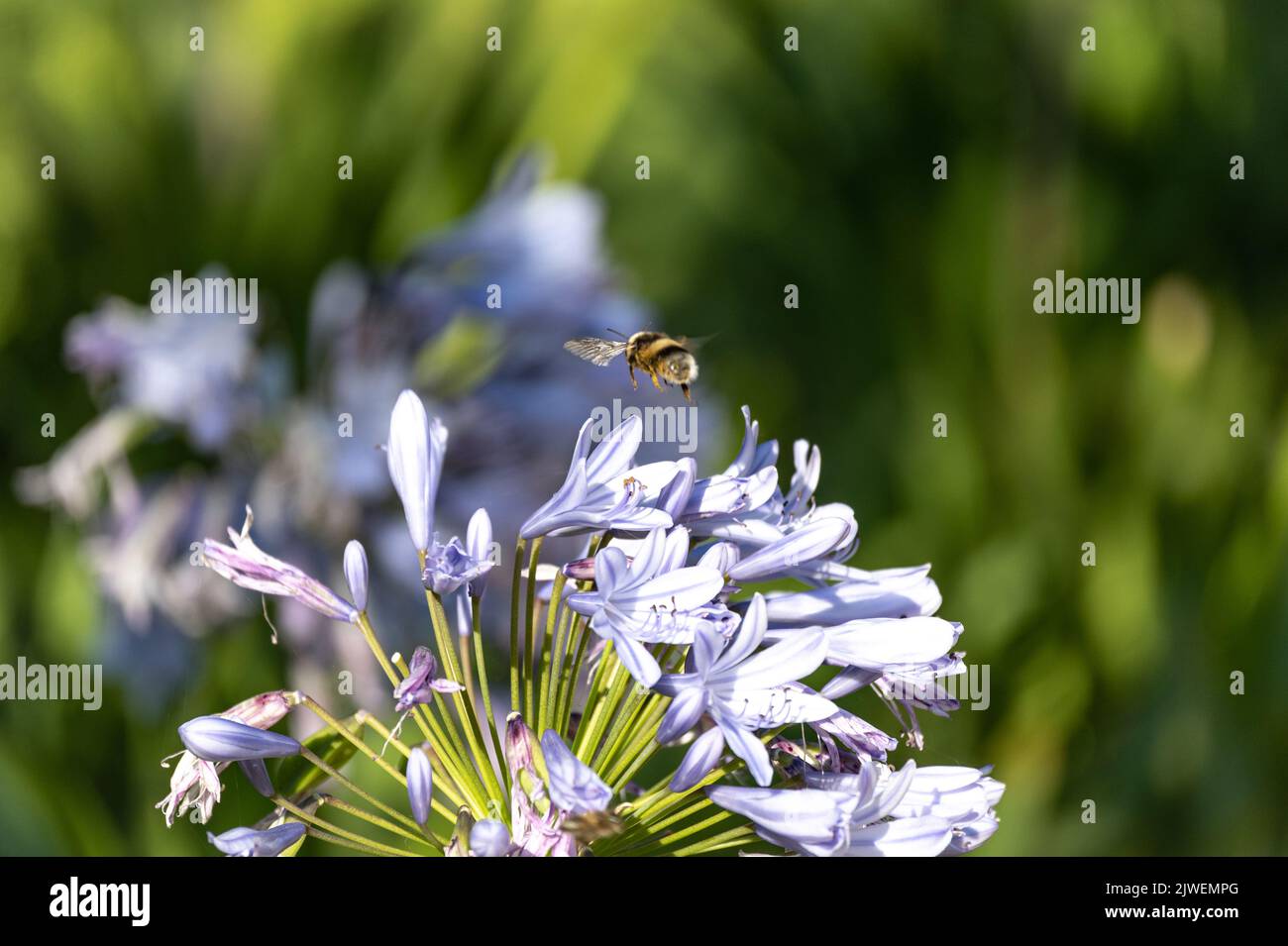 Agapanthus praecox, blue lily flower, close up. African lily or Lily of ...