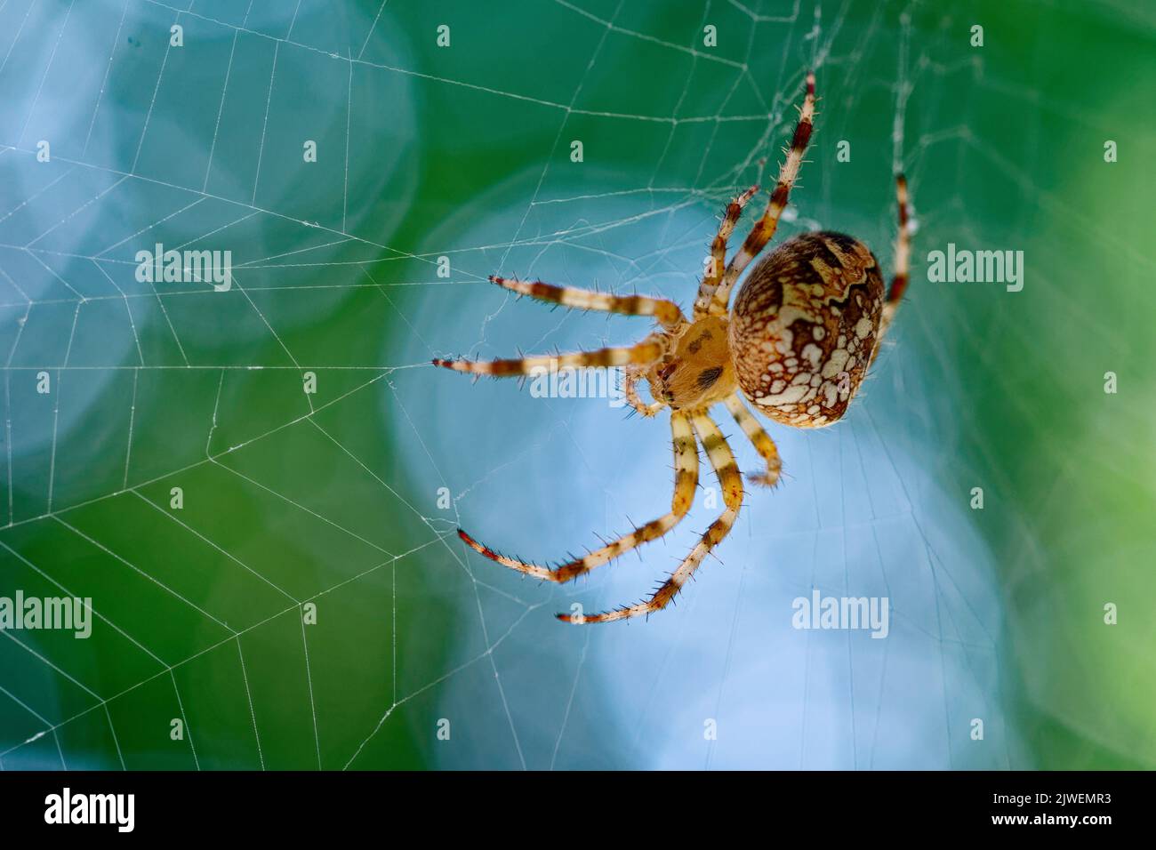 Detailed spider shot hi-res stock photography and images - Alamy