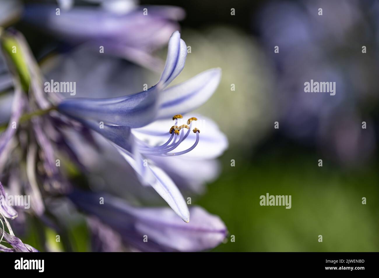 Agapanthus praecox, blue lily flower, close up. African lily or Lily of ...