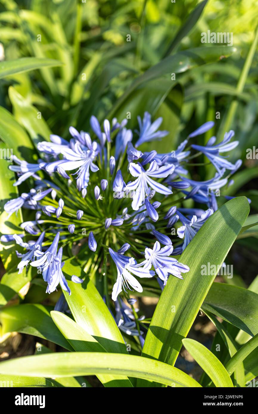 Agapanthus praecox, blue lily flower, close up. African lily or Lily of ...