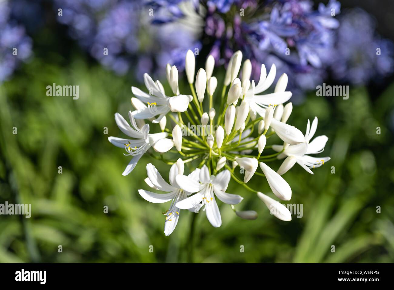 Agapanthus praecox, blue lily flower, close up. African lily or Lily of ...