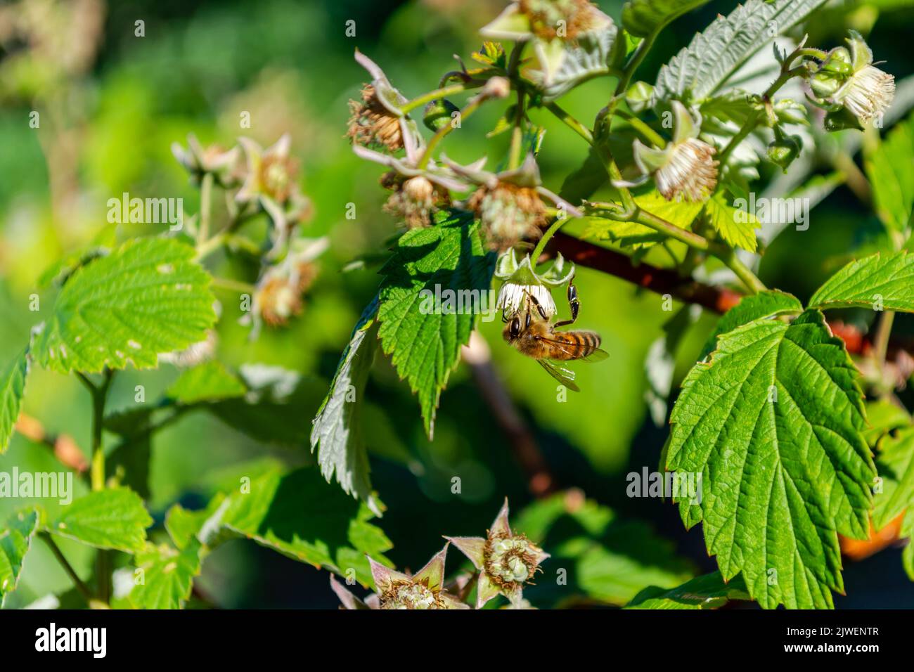 A bee pollinates a raspberry flower on a bush. Sunny day Stock Photo ...
