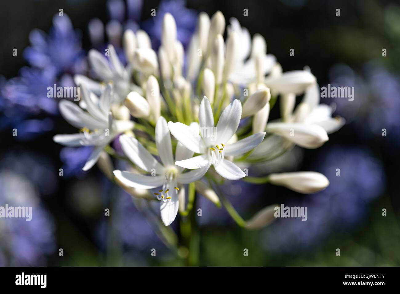 Agapanthus praecox, blue lily flower, close up. African lily or Lily of ...
