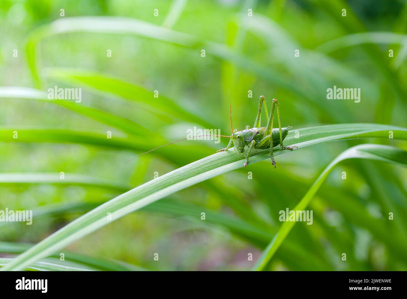 Green grasshopper insect on a long leaf. Sunny day, bright photo Stock ...