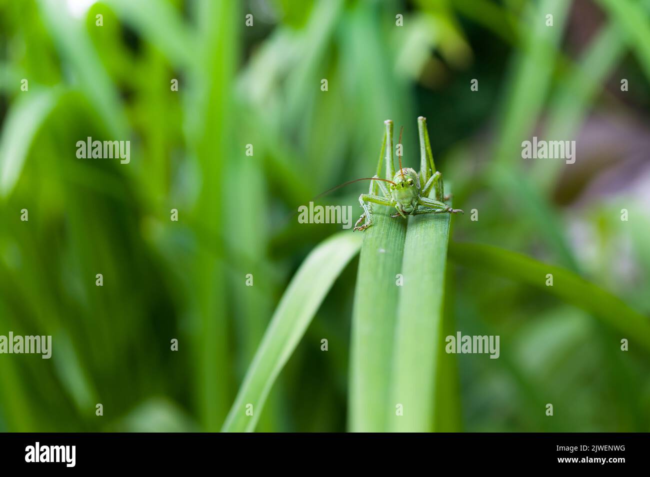 Grasshopper locust front view hi-res stock photography and images - Alamy