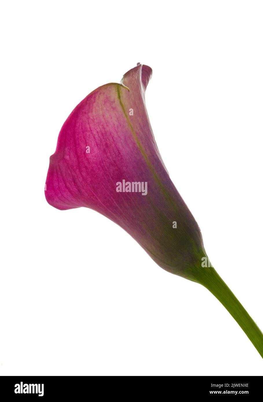 calla flower growing on white background, zantedeschia Stock Photo - Alamy