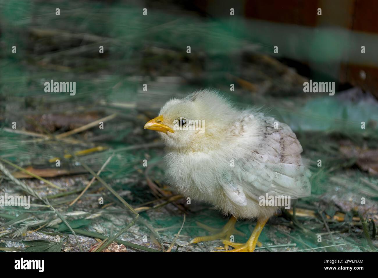 Little chicken behind a net in a chicken farm. Side view. Close-up ...