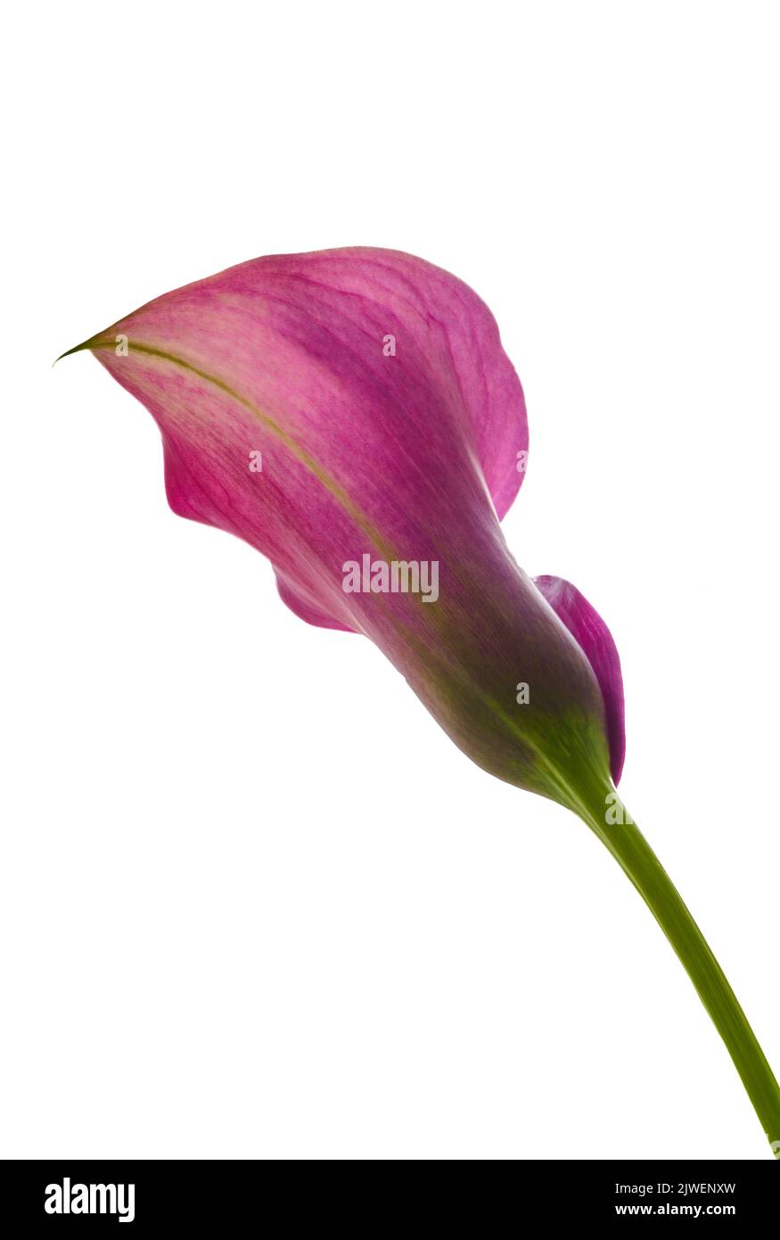 calla flower growing on white background, zantedeschia Stock Photo - Alamy