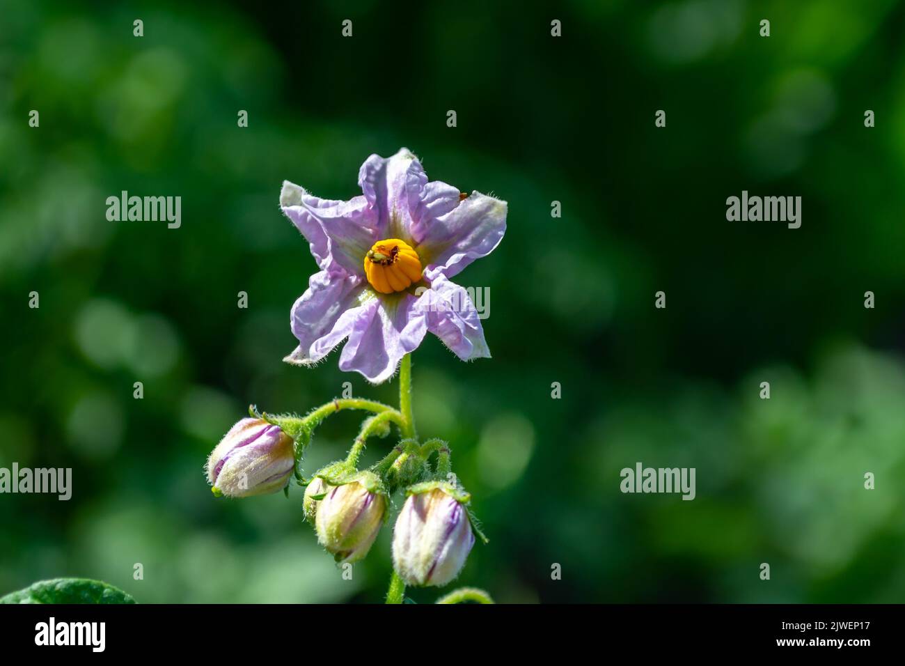Potato flower close-up with buds on a blurred green background Stock ...