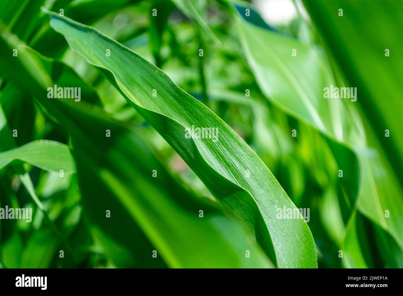 Green leaves of corn hi-res stock photography and images - Alamy