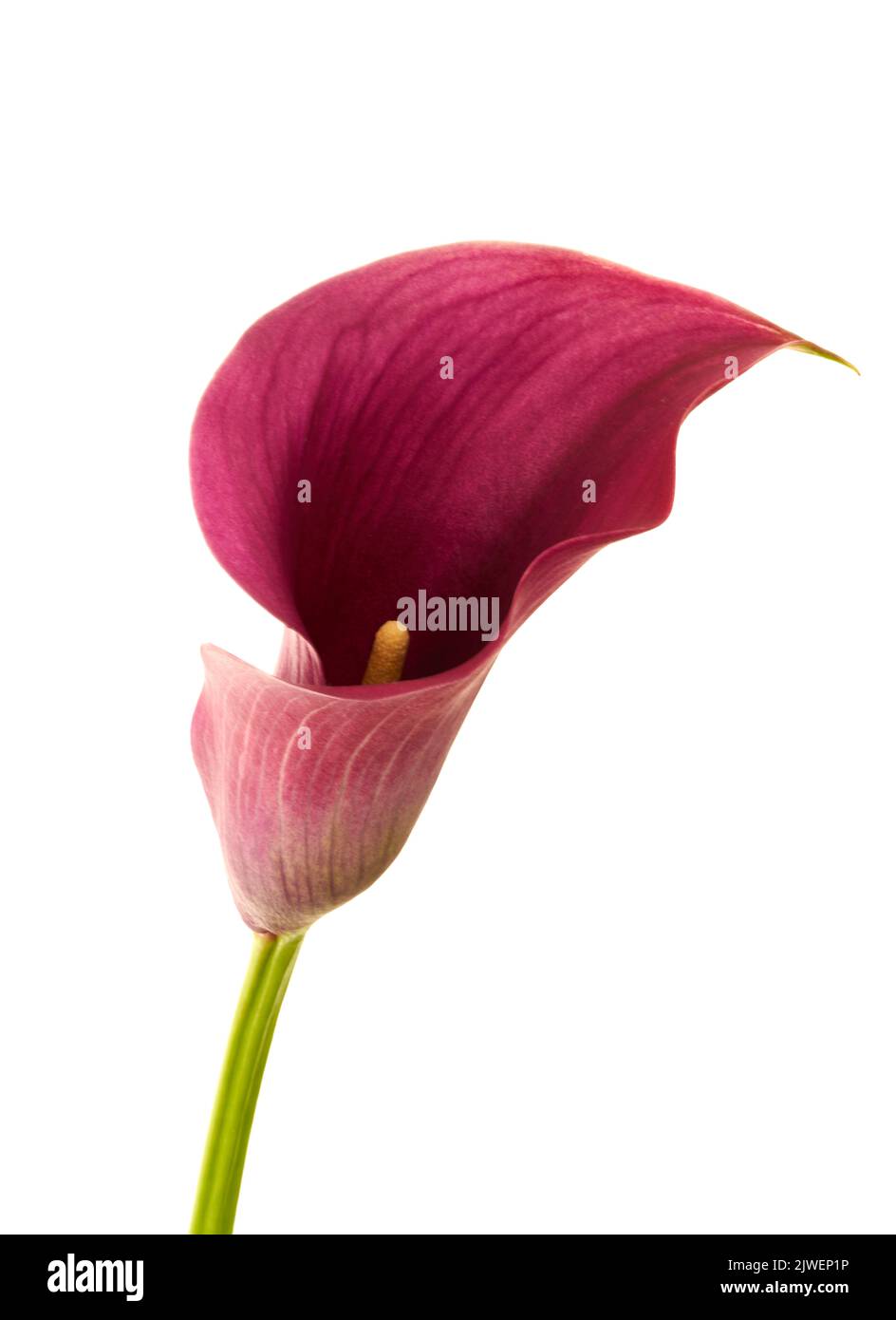 calla flower growing on white background, zantedeschia Stock Photo - Alamy