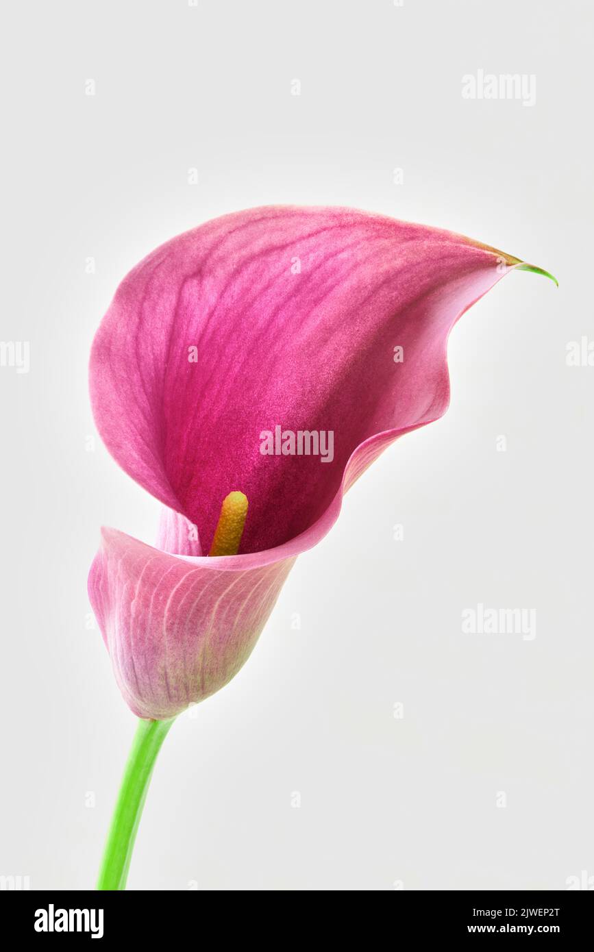Calla lily cut out hi-res stock photography and images - Alamy