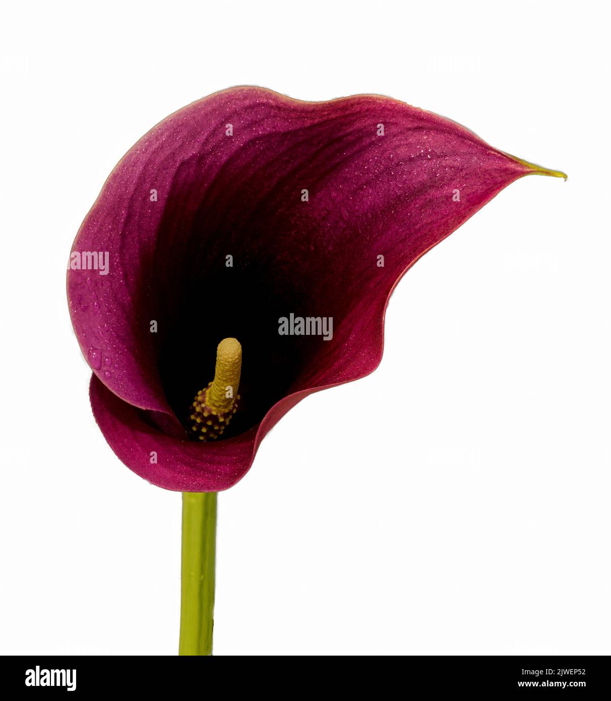 calla flower growing on white background, zantedeschia Stock Photo - Alamy