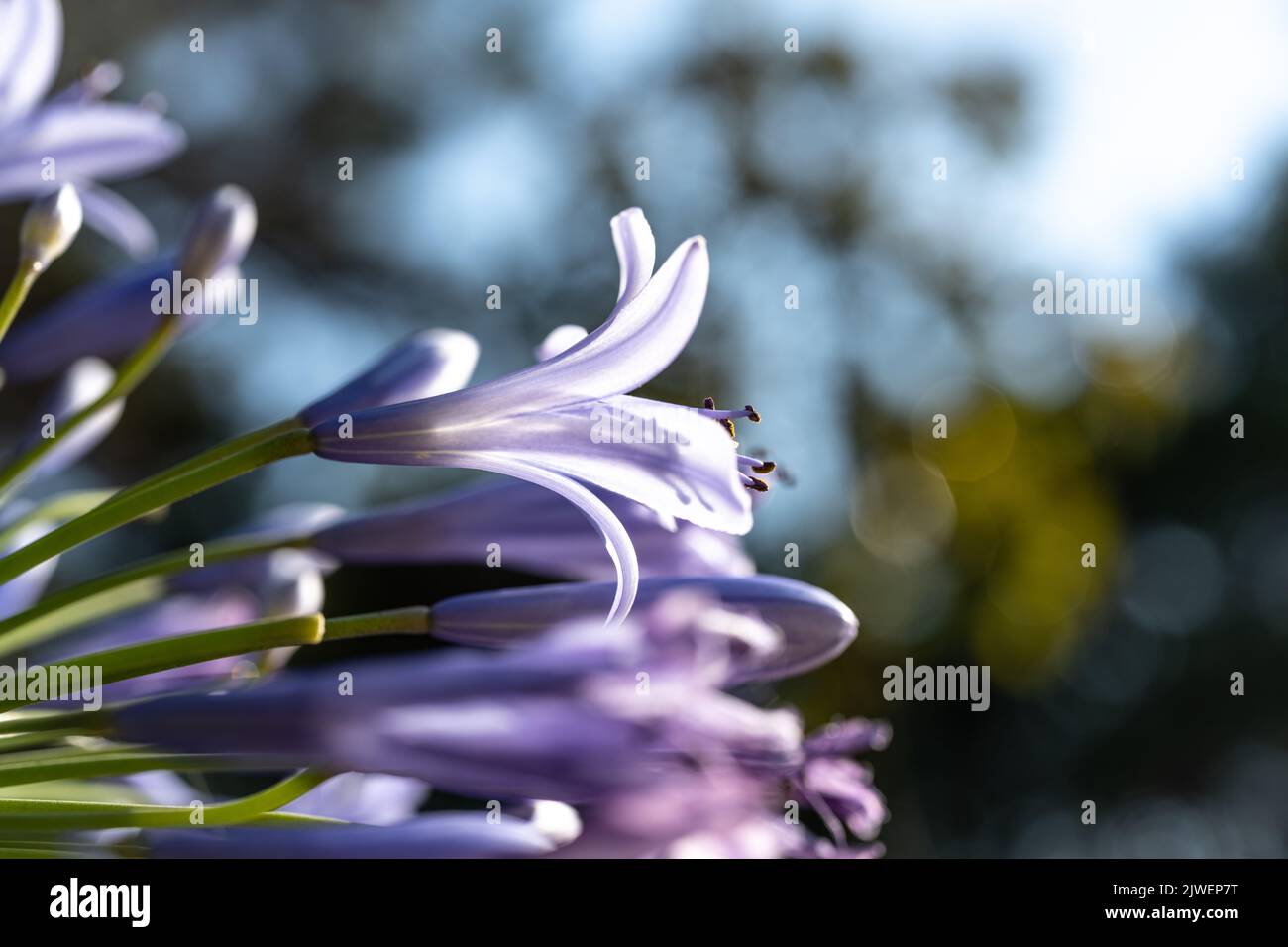 Agapanthus praecox, blue lily flower, close up. African lily or Lily of ...