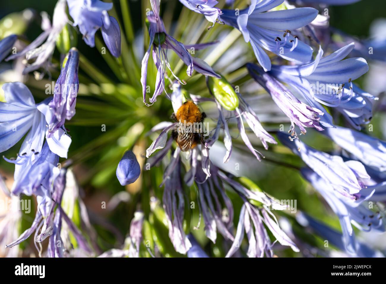 Agapanthus praecox, blue lily flower, close up. African lily or Lily of ...
