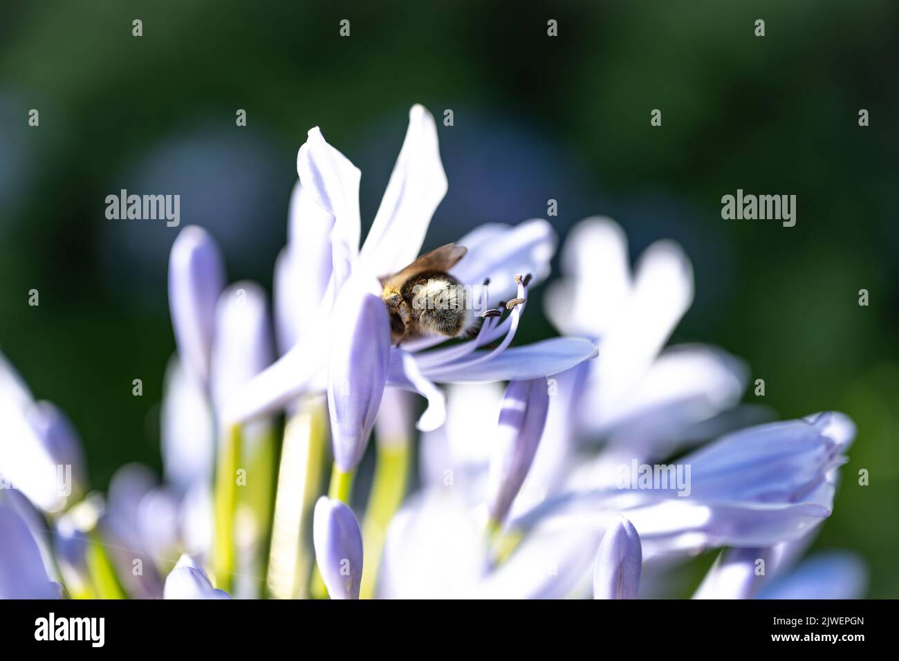 Agapanthus praecox, blue lily flower, close up. African lily or Lily of ...