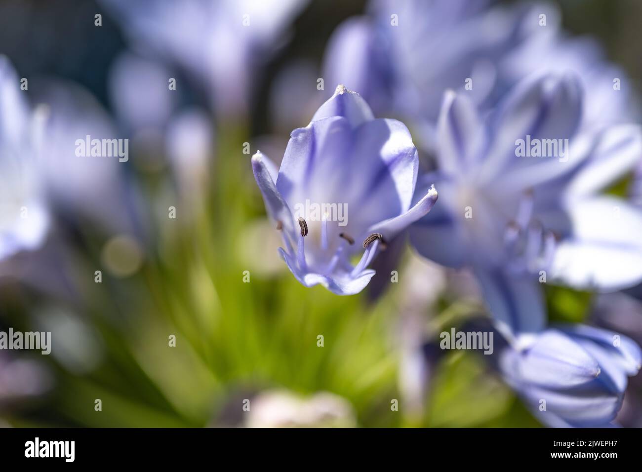 Agapanthus praecox, blue lily flower, close up. African lily or Lily of ...