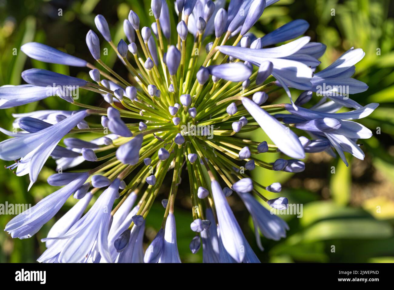 Agapanthus praecox, blue lily flower, close up. African lily or Lily of ...