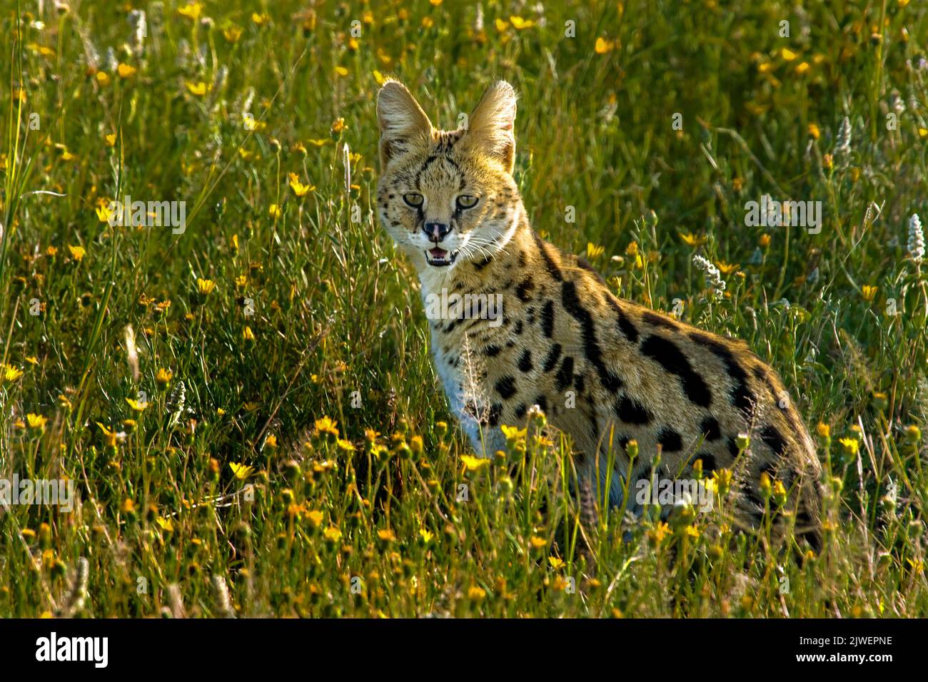 Pouncing cat hi-res stock photography and images - Alamy