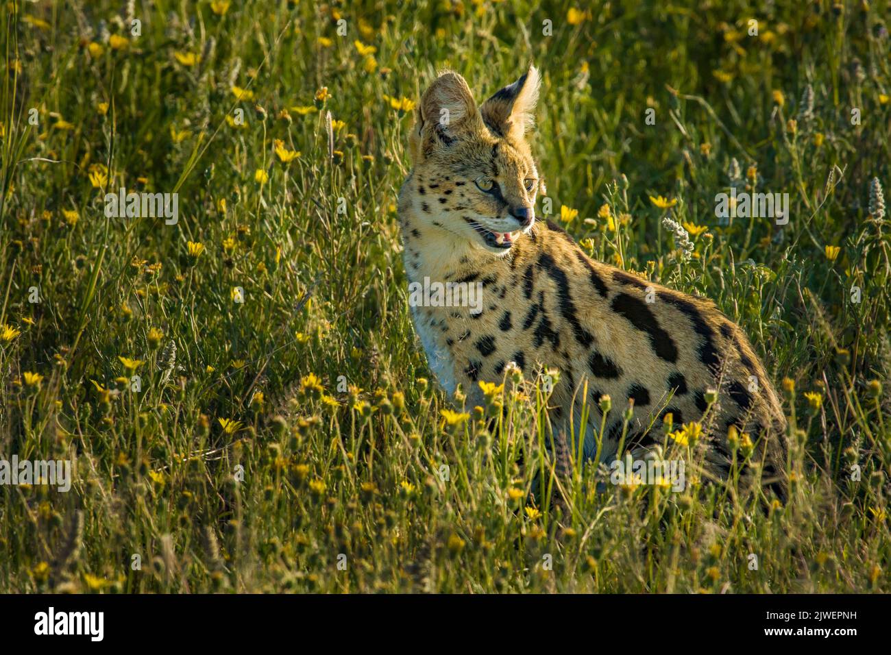 Pouncing cat hi-res stock photography and images - Alamy