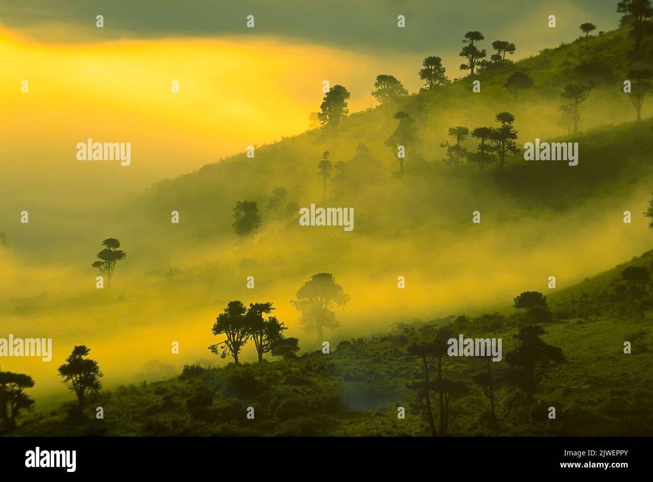 Dawn mist in Ngorongoro Crater Conservation Area and World Heritage ...