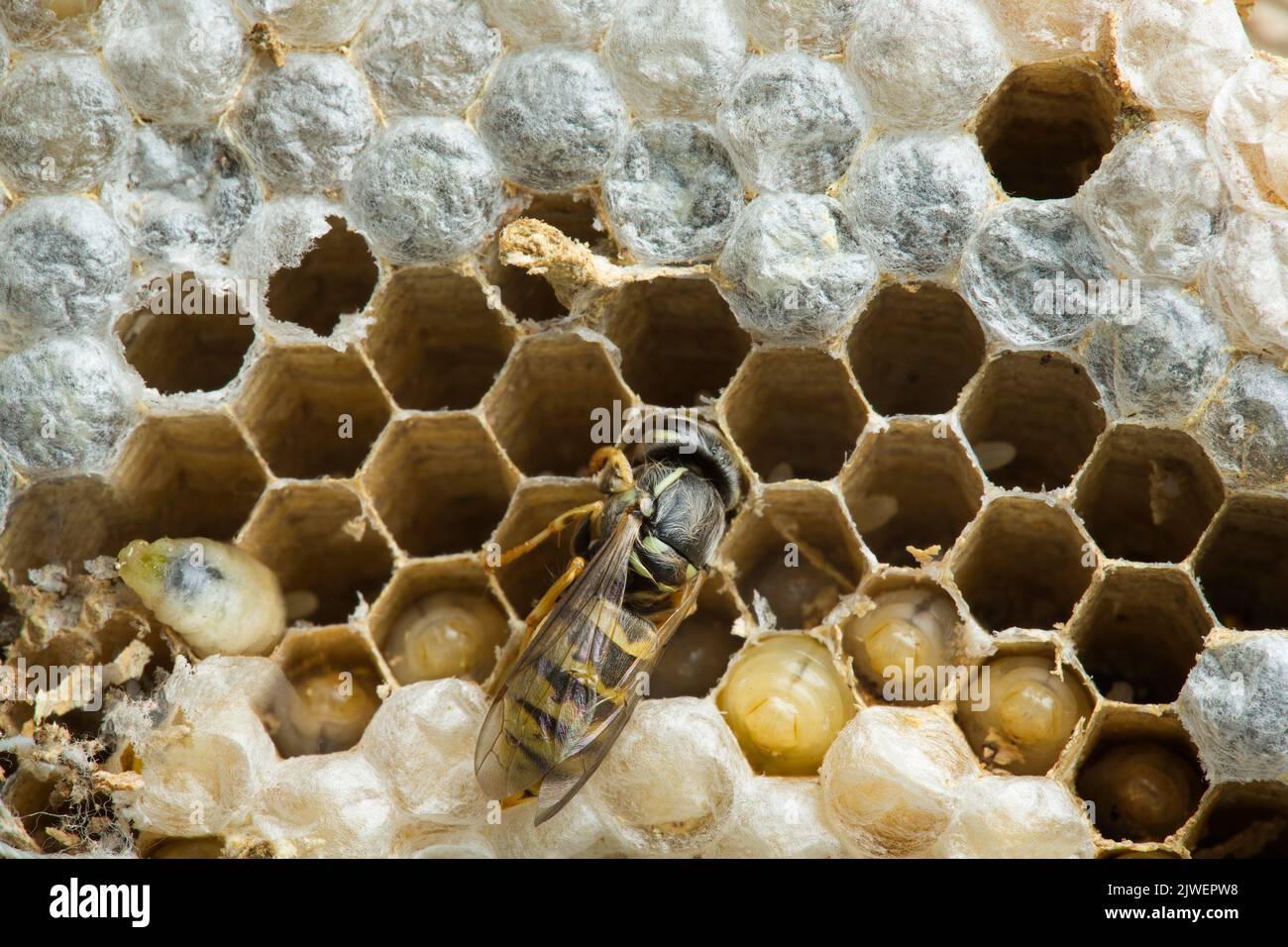 Wasps hatching out of their cells from inside the nest Stock Photo - Alamy