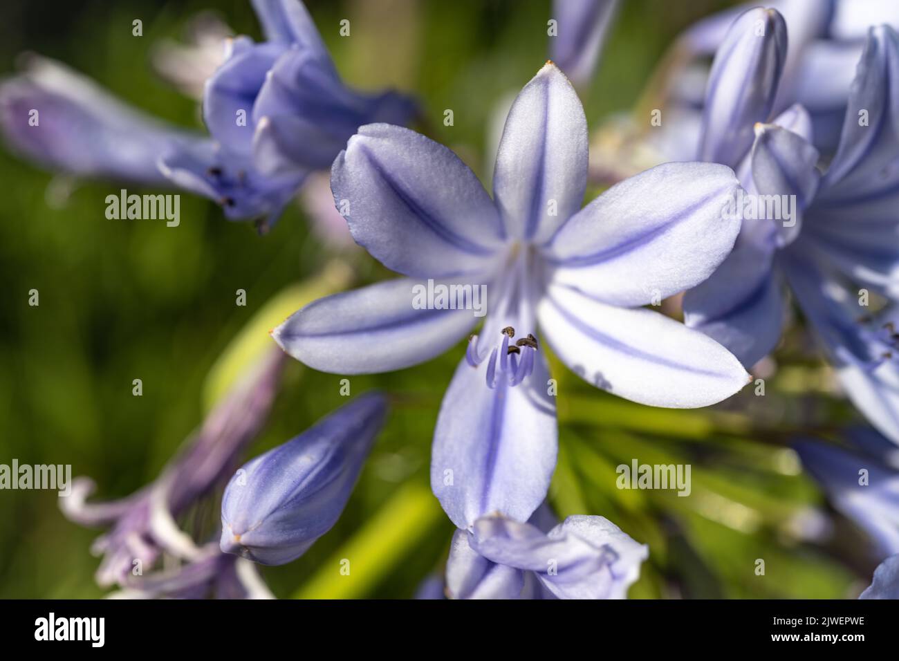 Agapanthus praecox, blue lily flower, close up. African lily or Lily of ...