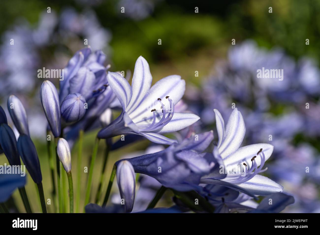 Agapanthus praecox, blue lily flower, close up. African lily or Lily of ...