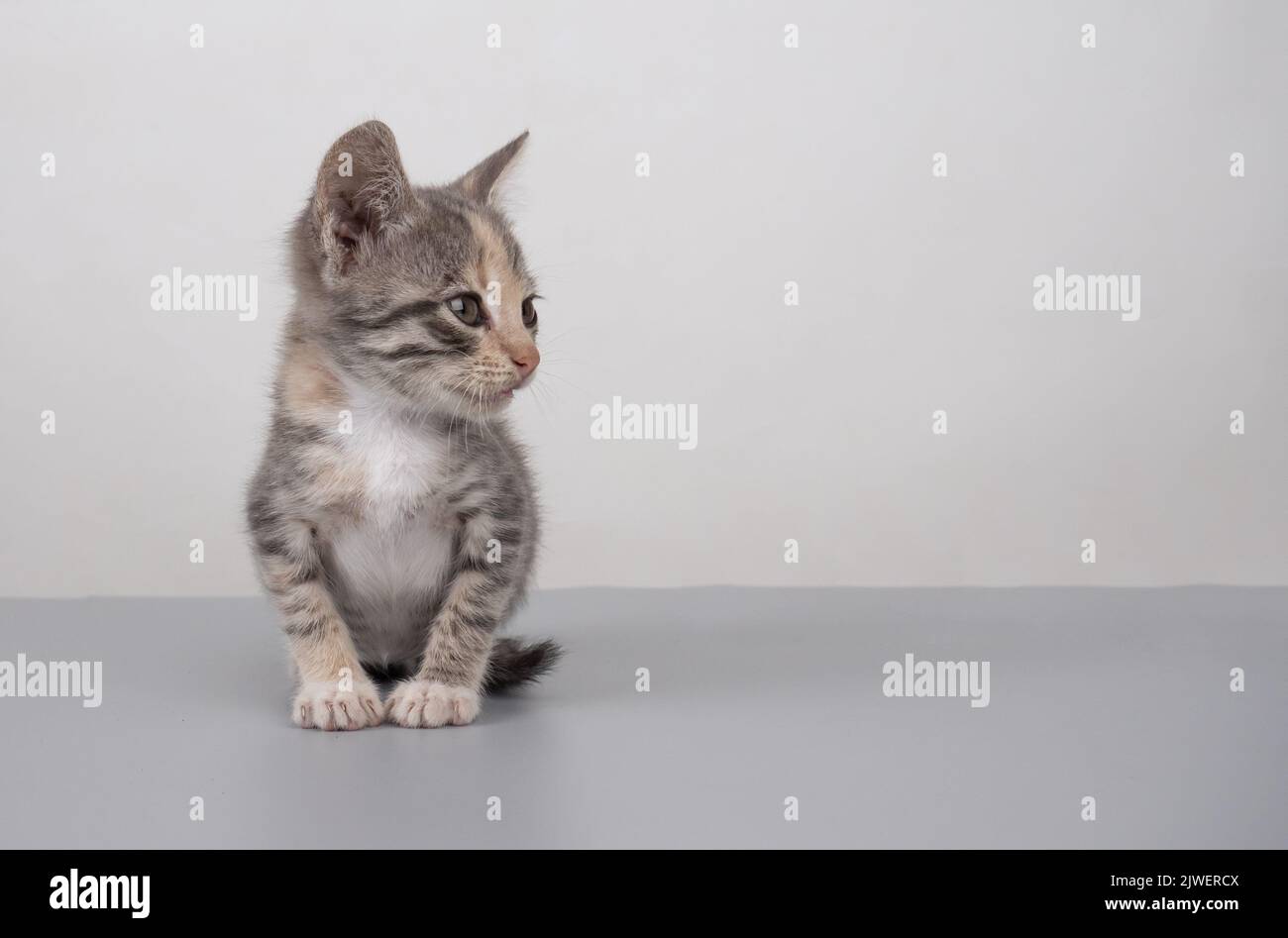 fluffy little gray kitten with copy space, cat banner mockup Stock ...